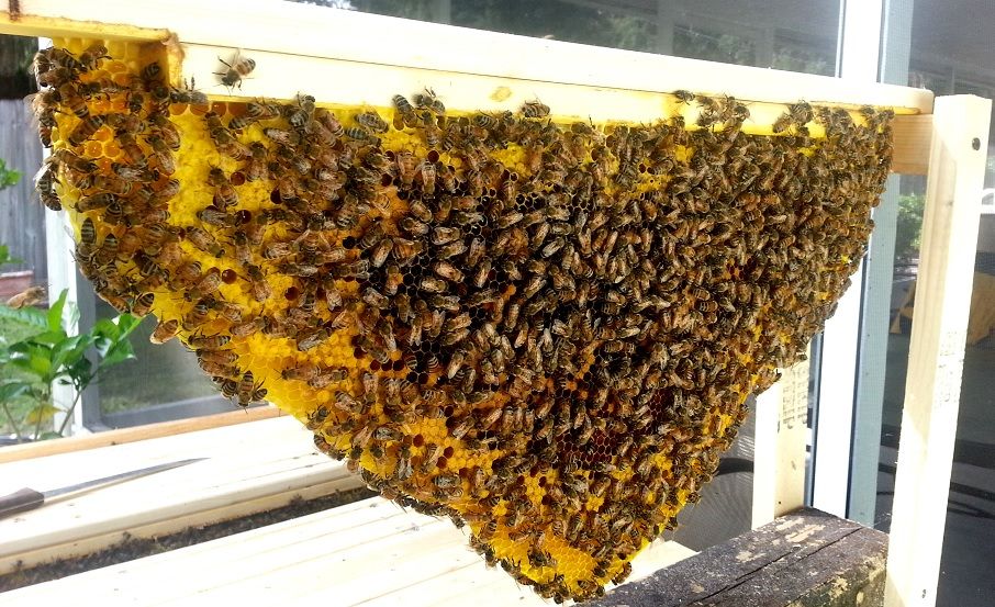 TB Barrrel Bee Hive Plans | Beesource Beekeeping Forums